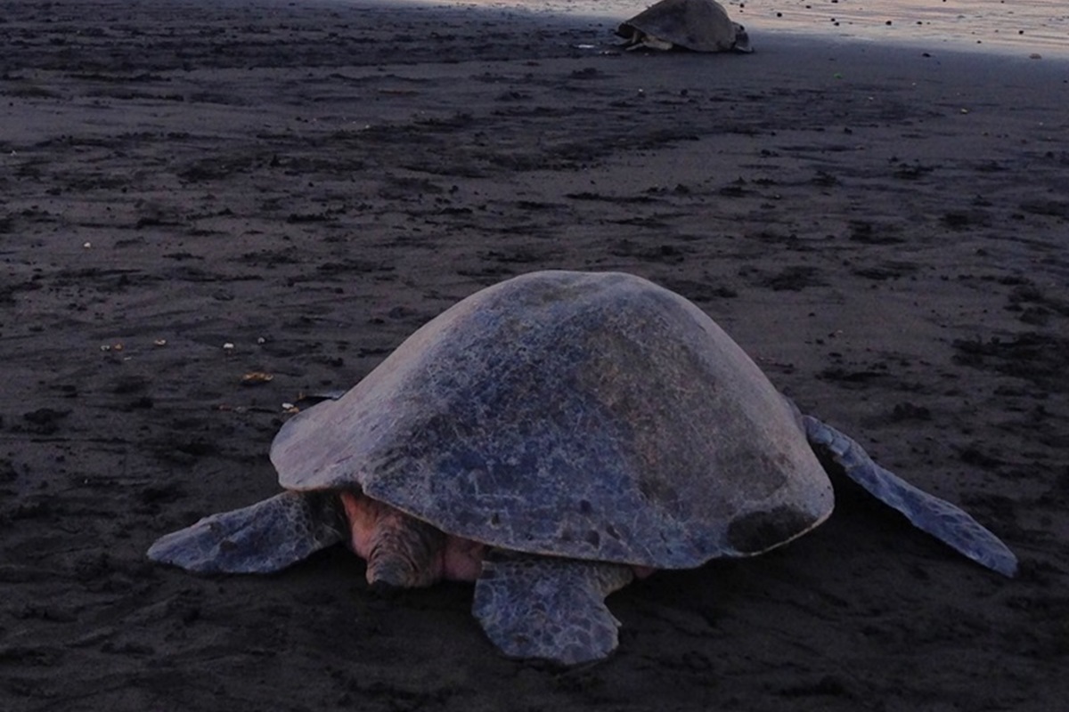Olive Ridley turtle migration patterns