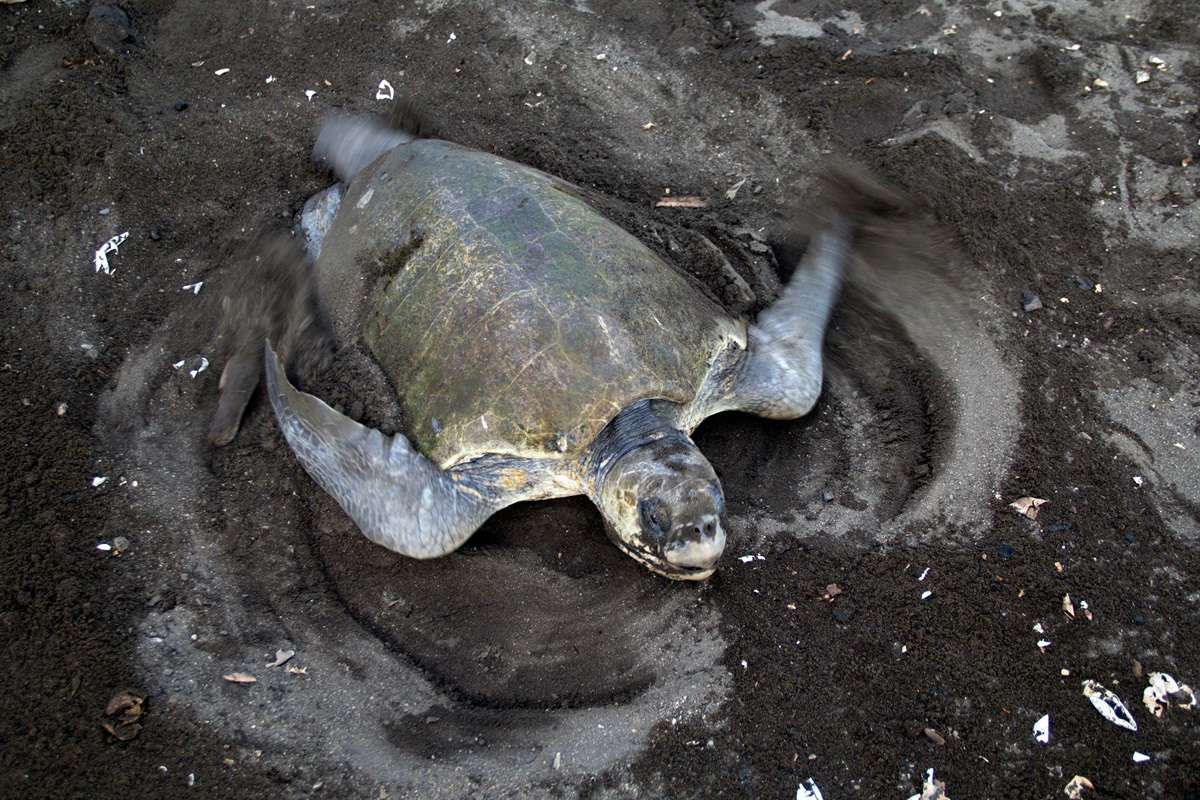 Ostional Sea Turtle Nesting Tours at Hotel Luna Azul
